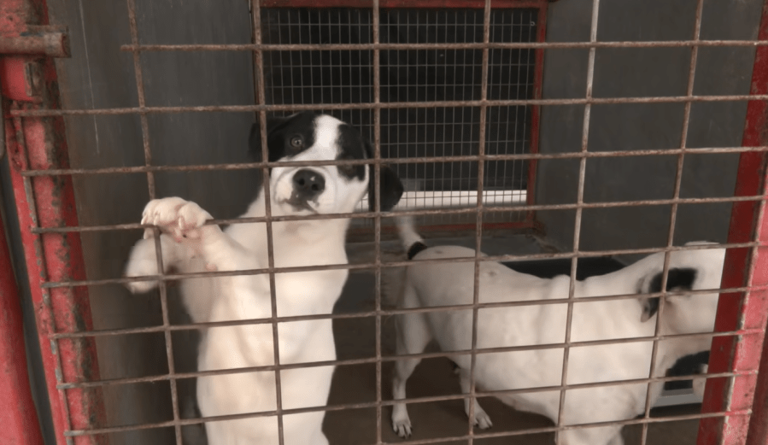 Harlingen Animal Shelter to host microchip clinic for Harlingen pet owners