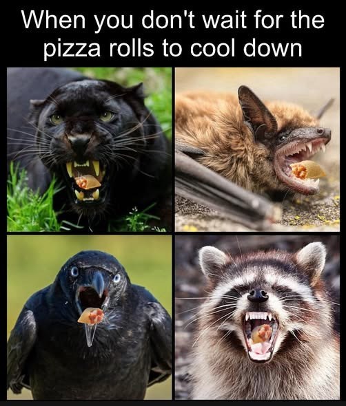 26 wildlife memes packed with wonderfully weird energy