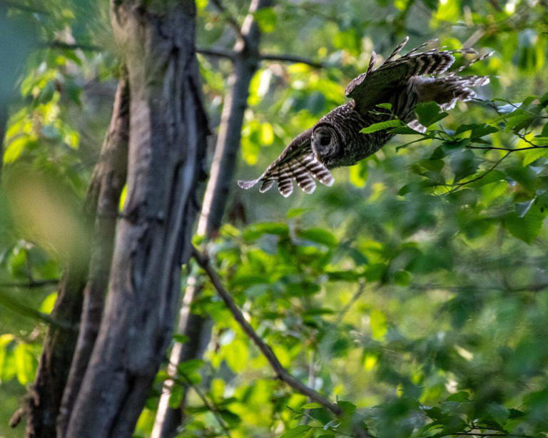 It's owl dive-bombing season at Point Defiance Park. Here's what to know