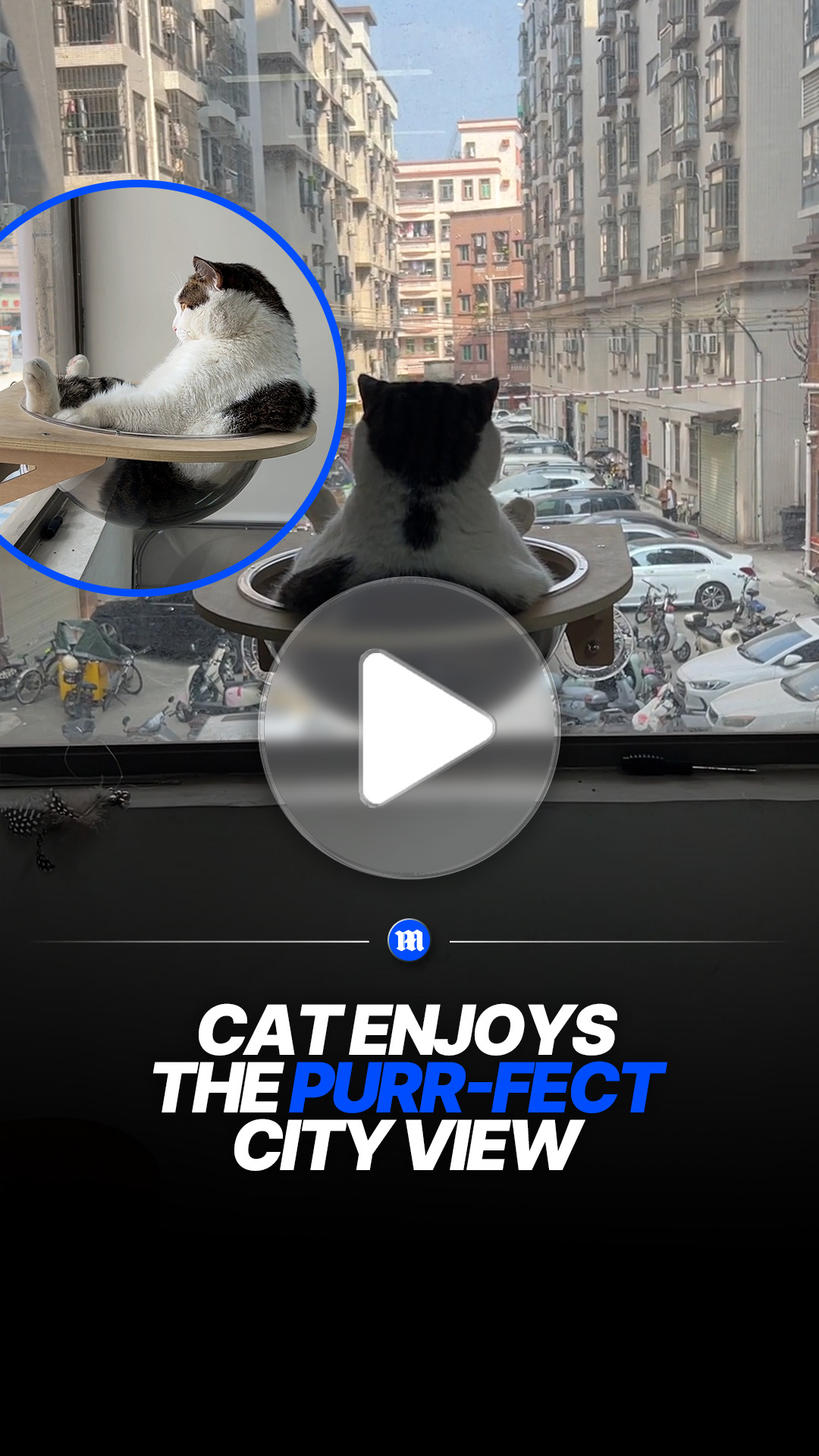 Cat relaxes with elevated view overlooking city