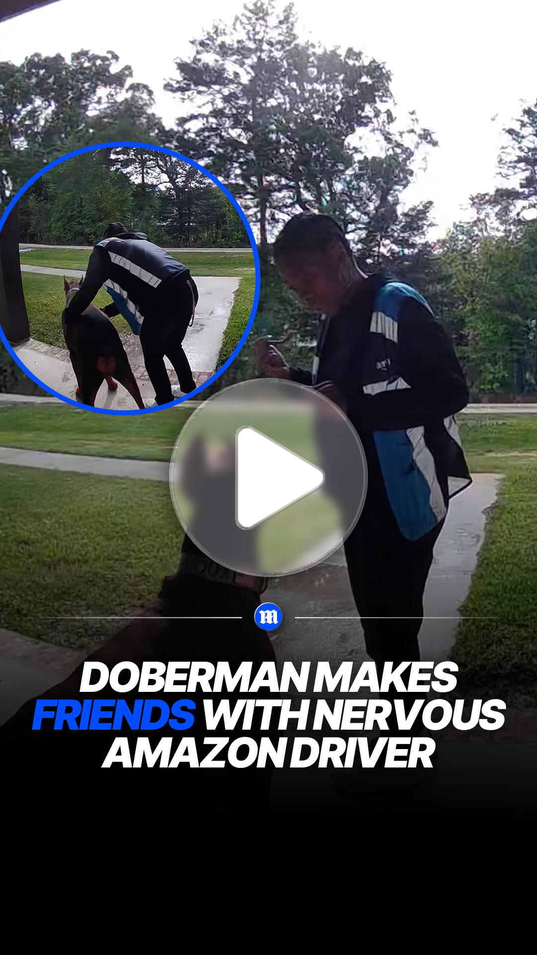 Doberman calmly greets nervous delivery driver