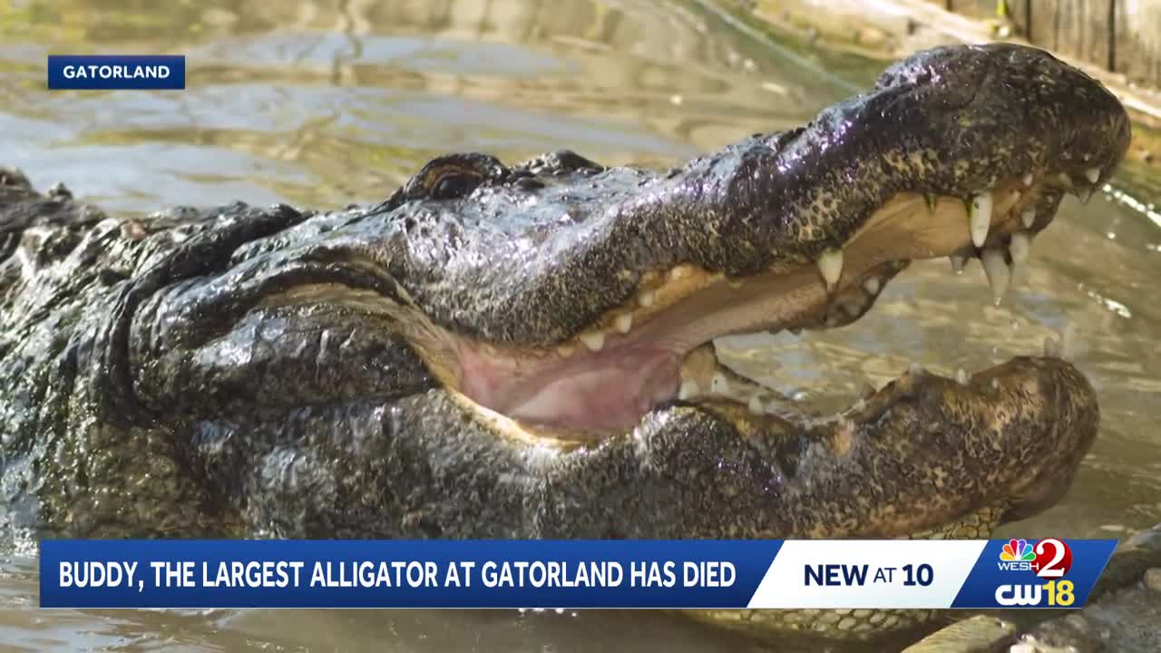 Buddy, Gatorland's biggest alligator, dies of old age