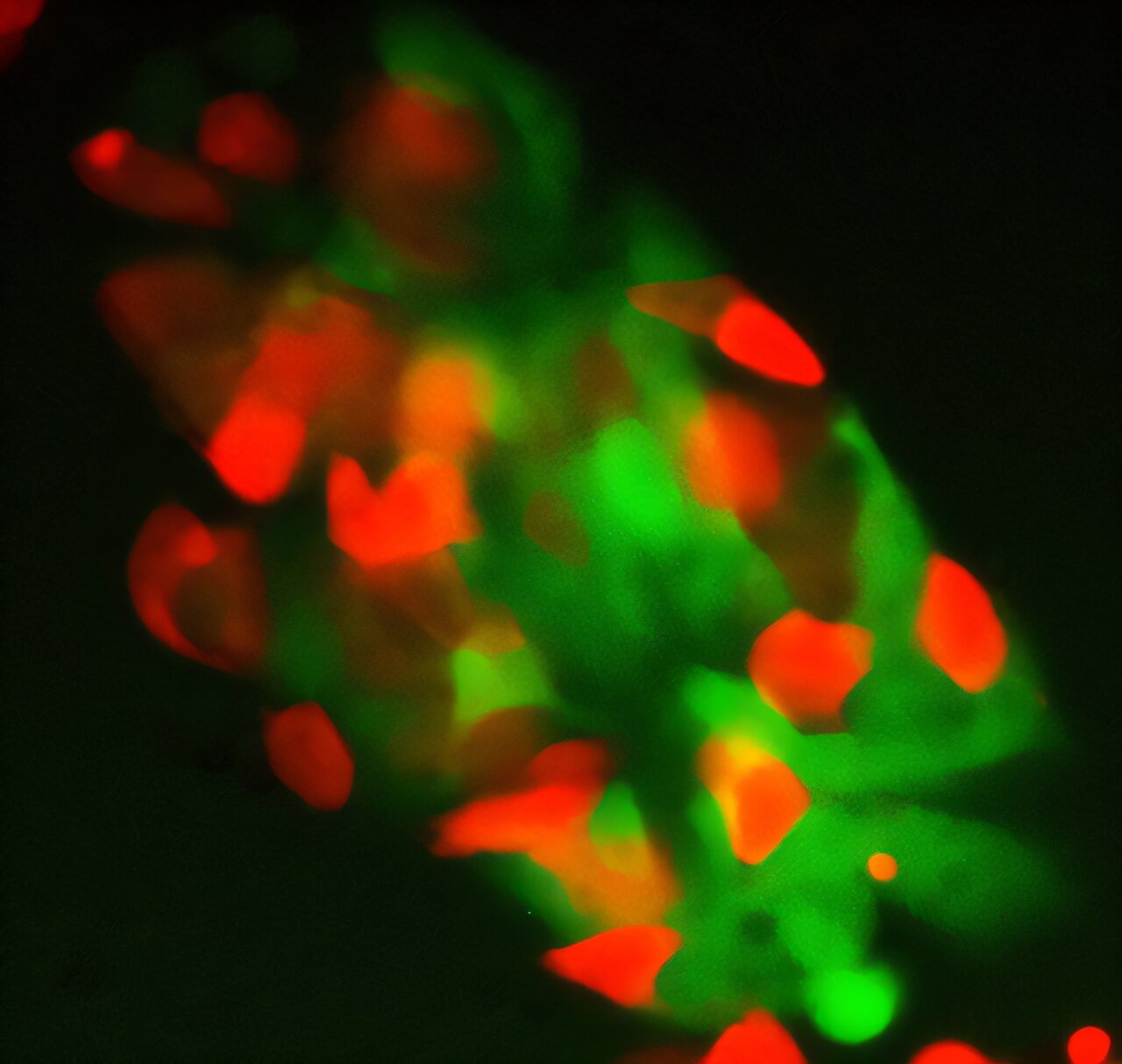 A 'stemness checkpoint' helps control stem cell identity