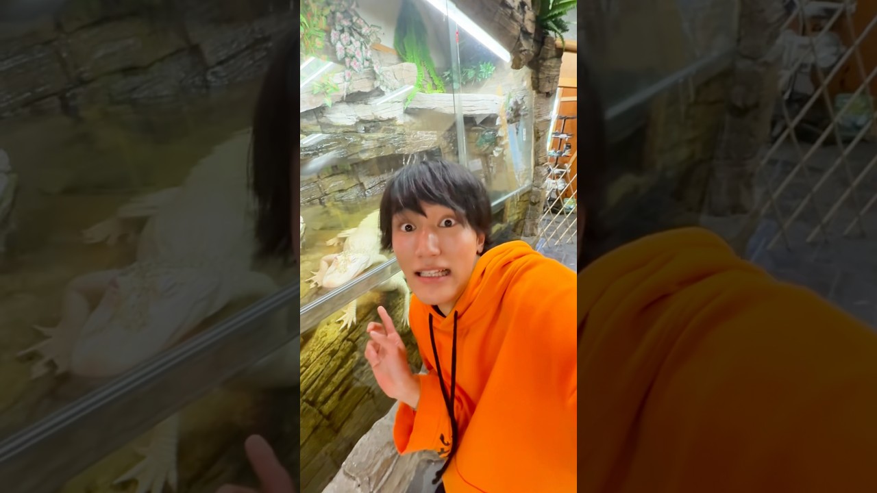 Touch the big snake🐍 The Reptile Zoo🇺🇸