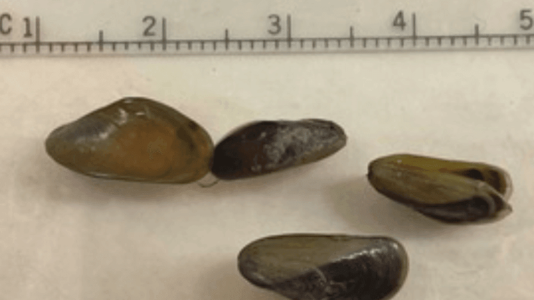 Millerton Lake encouraging boat inspections to prevent invasive golden ...