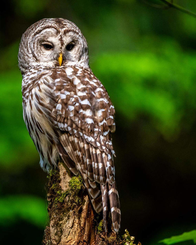 Controversial plan to kill owls is underway in WA. Here's who's leading ...