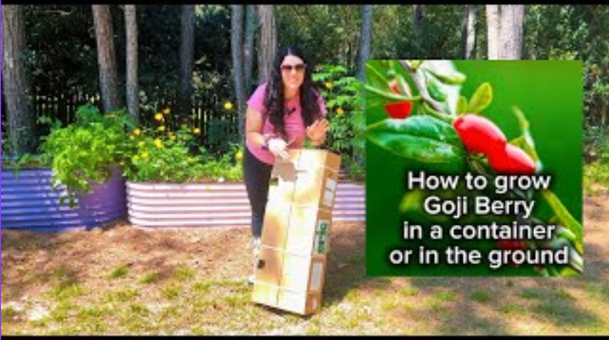 How to start growing goji berries in containers