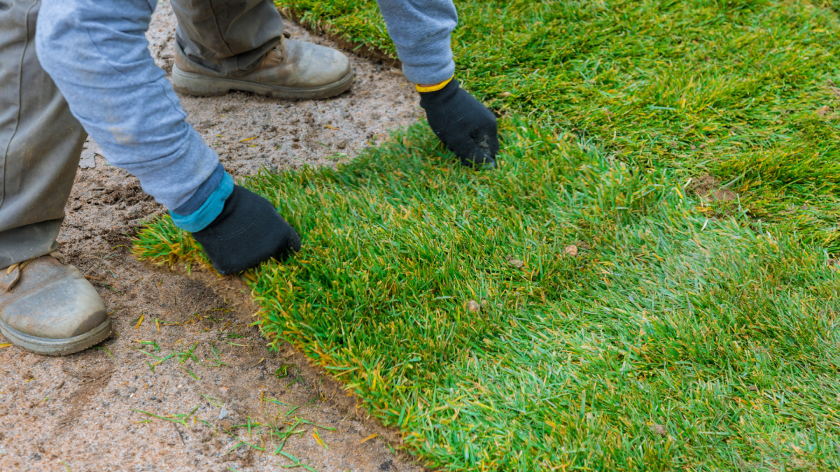 Sod vs. seed: The fastest way to get a lush lawn (and the best one long ...