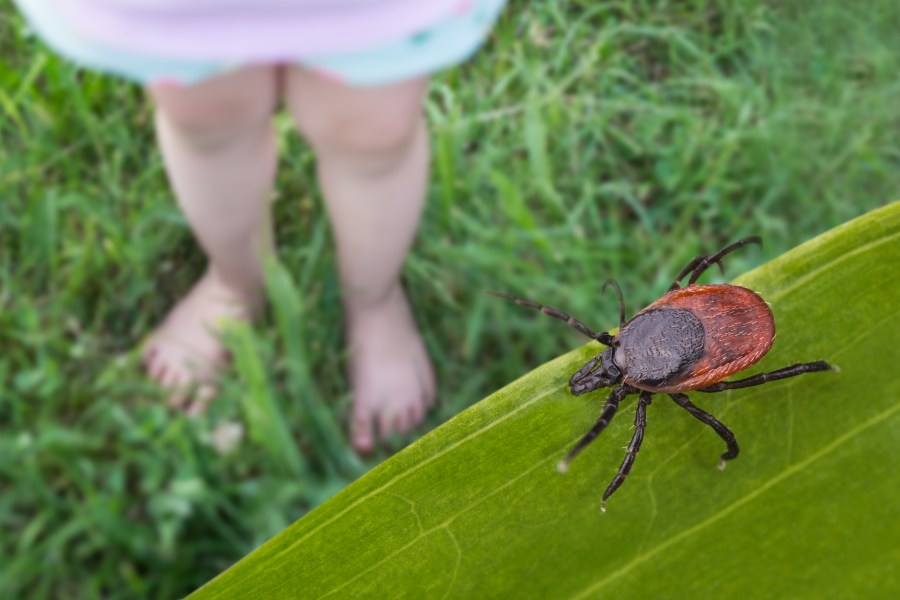 Tips to prevent tickborne illnesses this spring