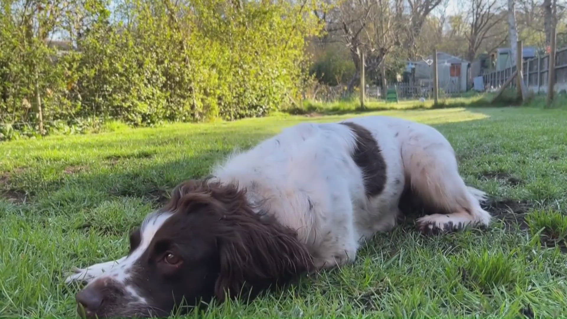 How to better spot when pets are in pain