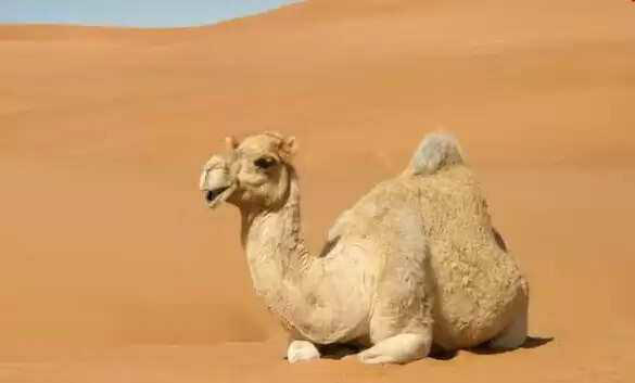 Camel tears: A potential cure for snake venom