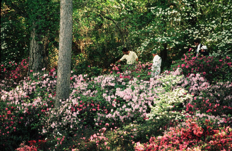 How 'Amen Corner' at the Masters got its legendary name