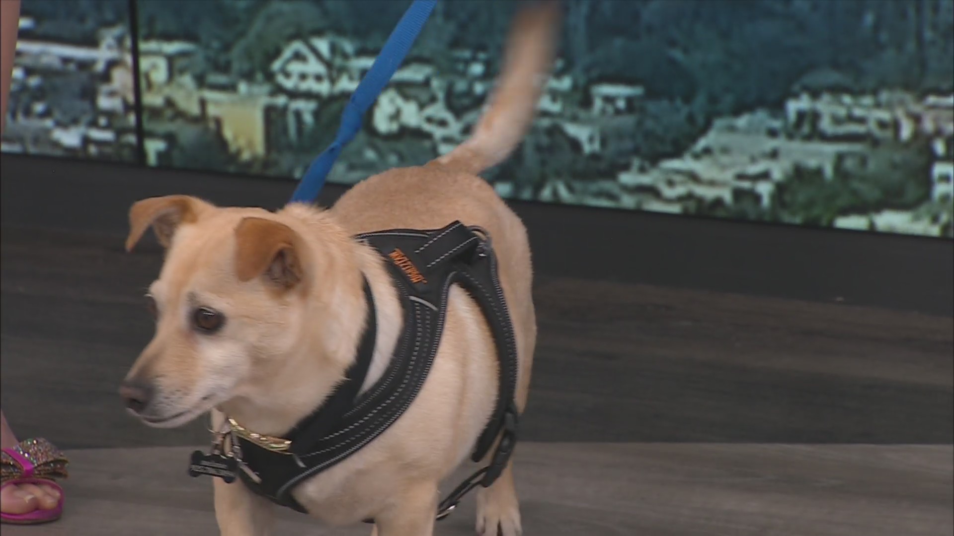 'Pints for Paws' event set for June 6 in Berkeley