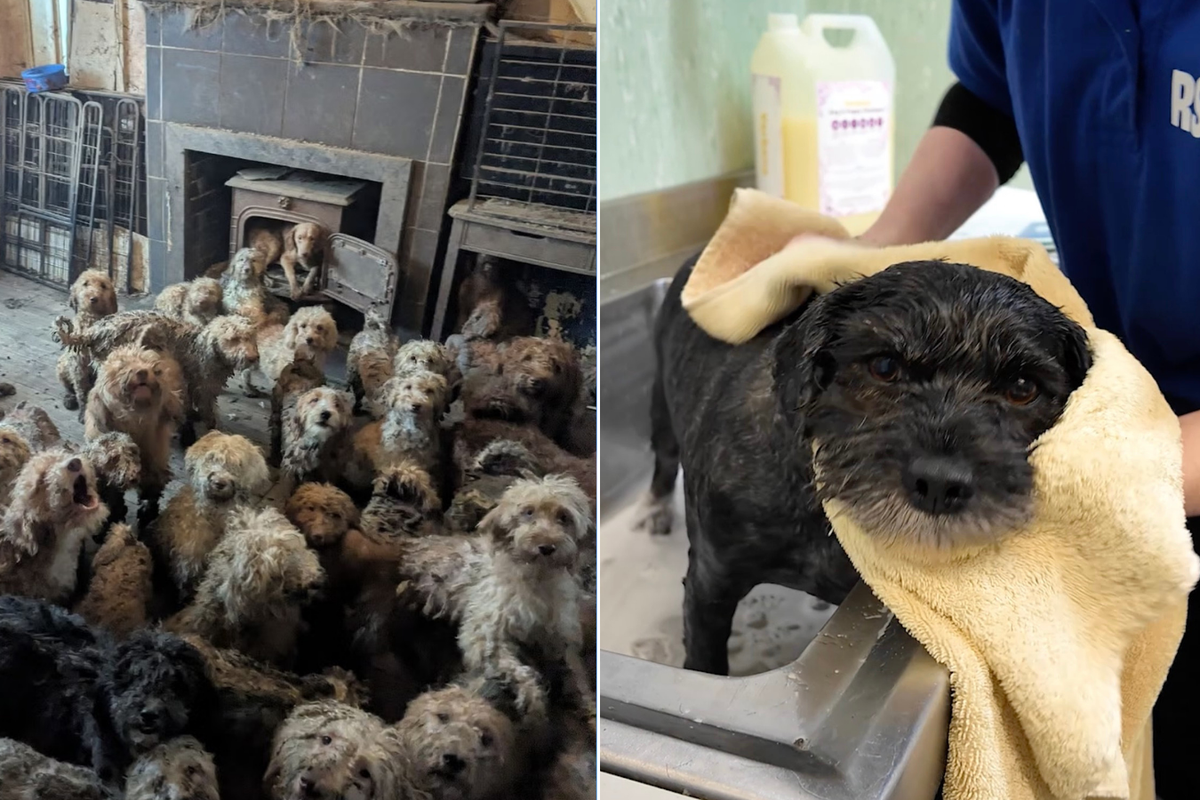 250 dogs found in a dirty home unrecognisable after RSPCA rescue