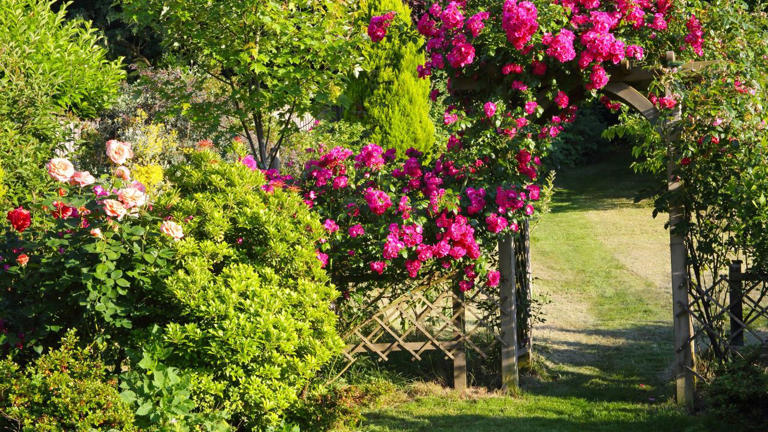 Want to try vertical gardening? Lidl's plant trellis is the small-space ...