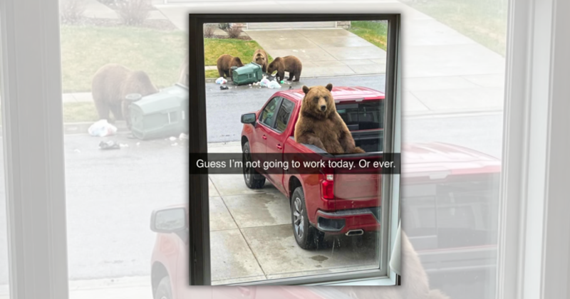 An April shower of wholesome animal memes to wrap your week in soft ...