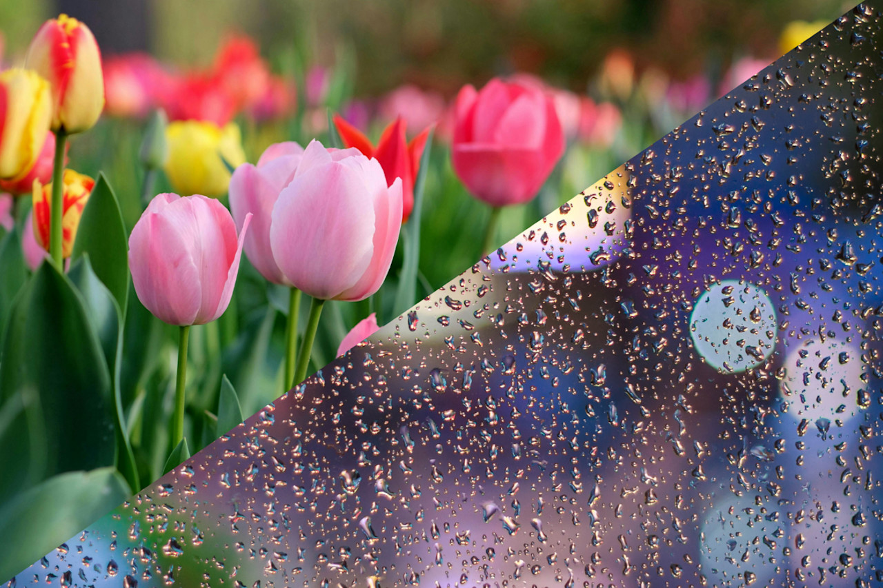 Is the myth true? Do April showers really bring May flowers?