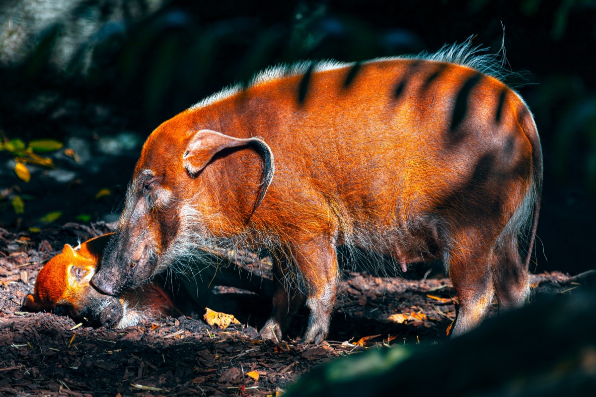 Red river hog piglets born at Walt Disney World have everyone smitten