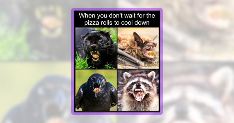 26 wildlife memes packed with wonderfully weird energy