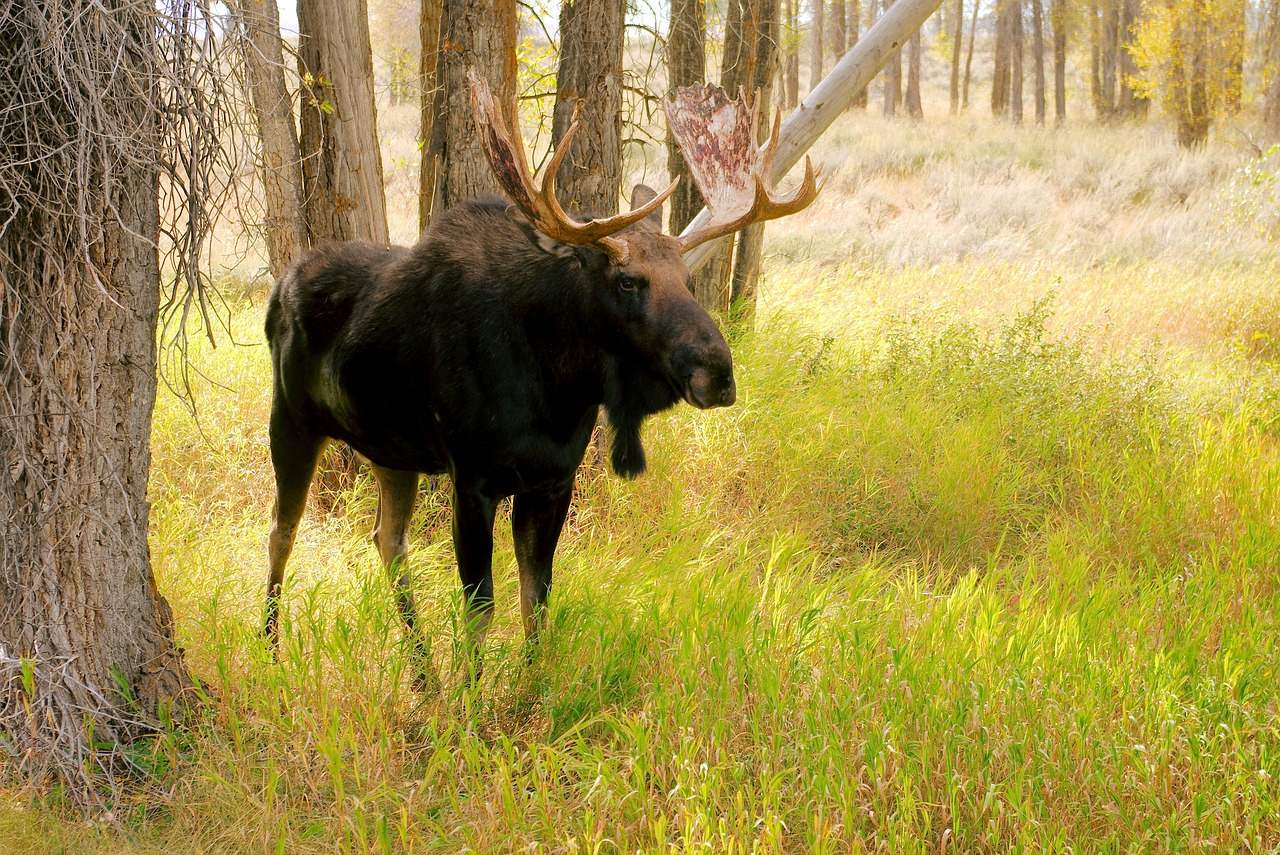 23 weird and interesting facts about Canada