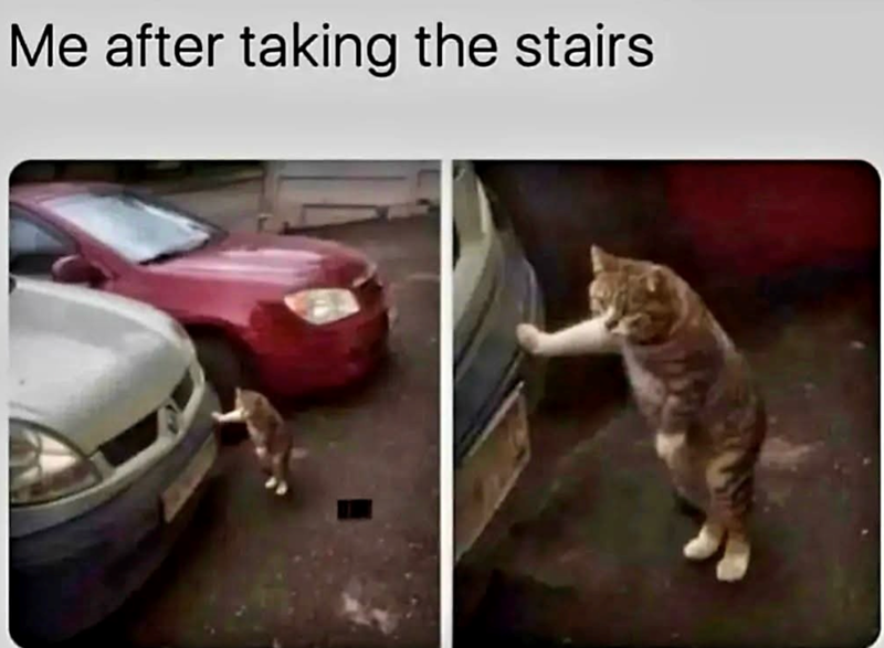 An April shower of wholesome animal memes to wrap your week in soft ...