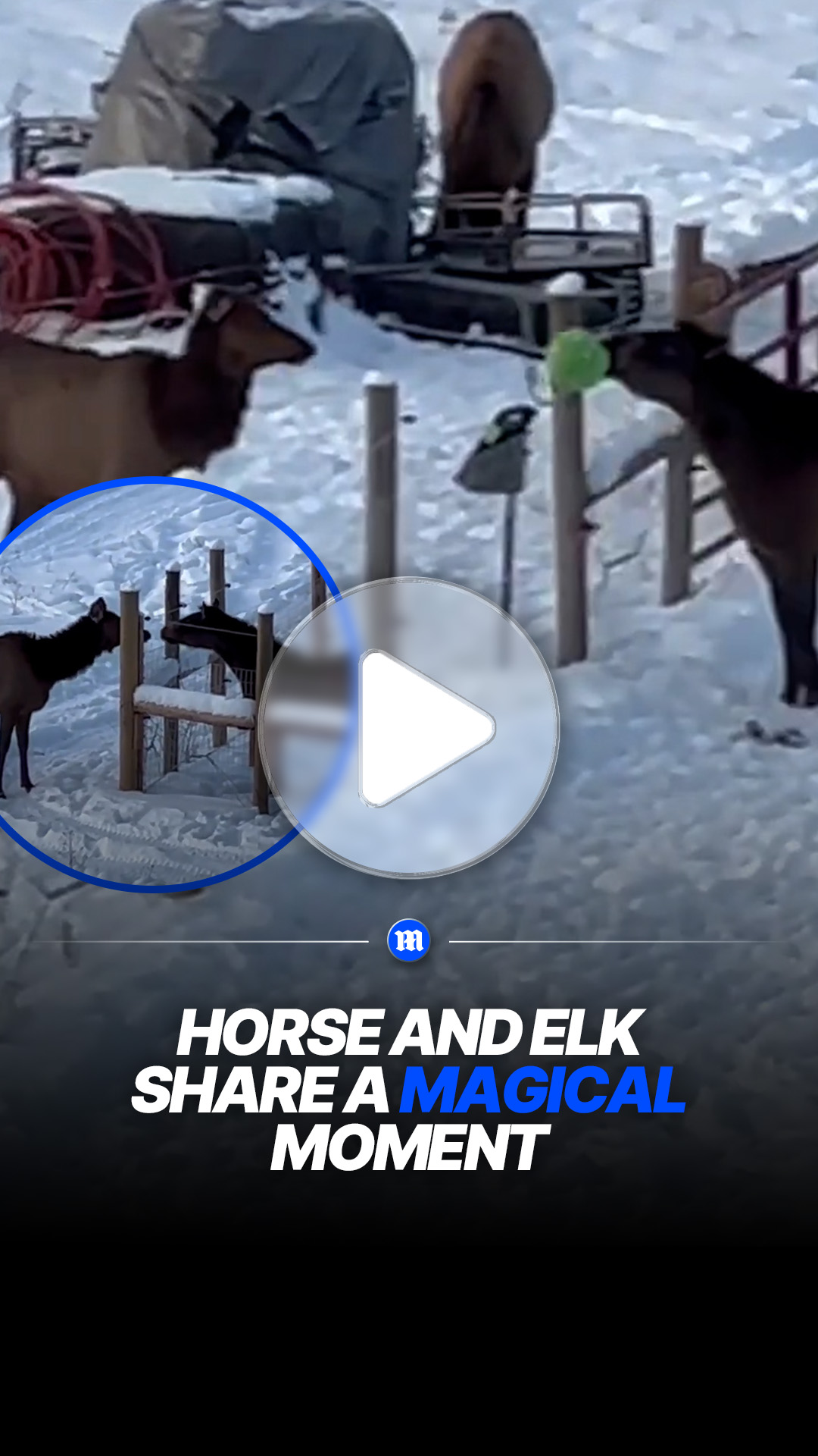Horse and elk interact in playful cross-species moment
