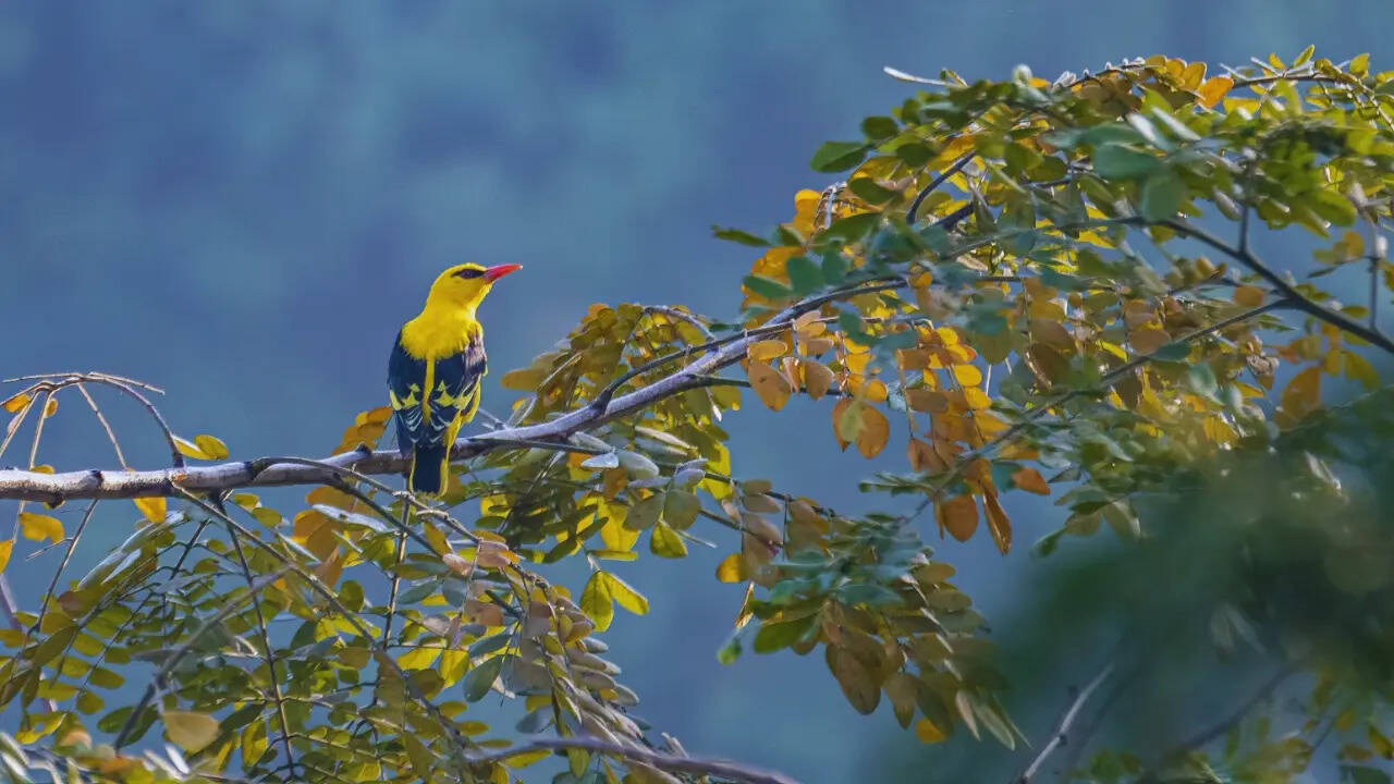 10 most brightly coloured birds to spot in Indian forests