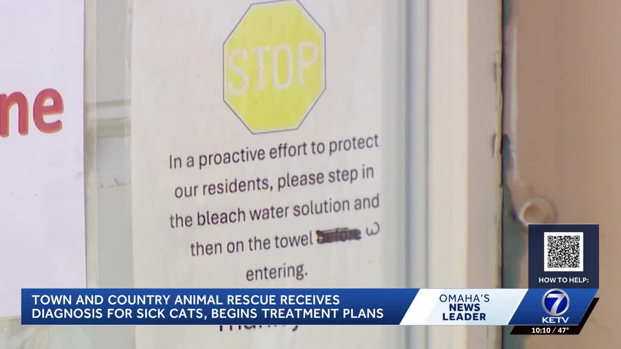 Papillion animal rescue provides update on sick cats