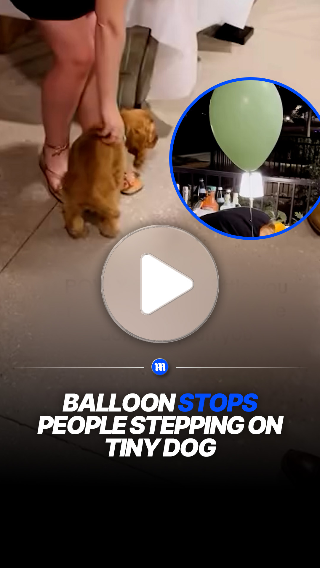 Balloon helps alert passersby to tiny dog on sidewalk