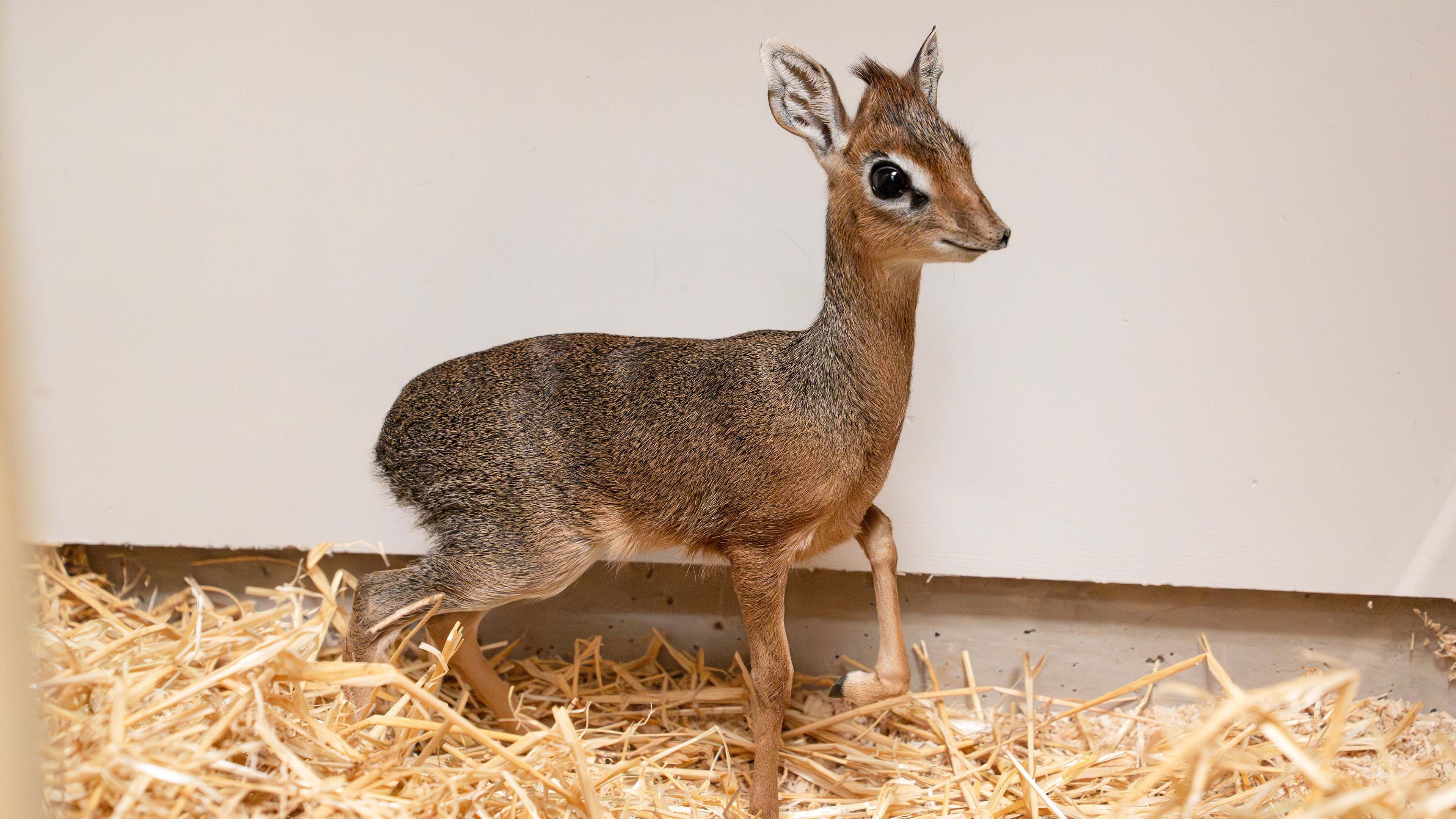 Une minuscule antilope naît dans un zoo britannique