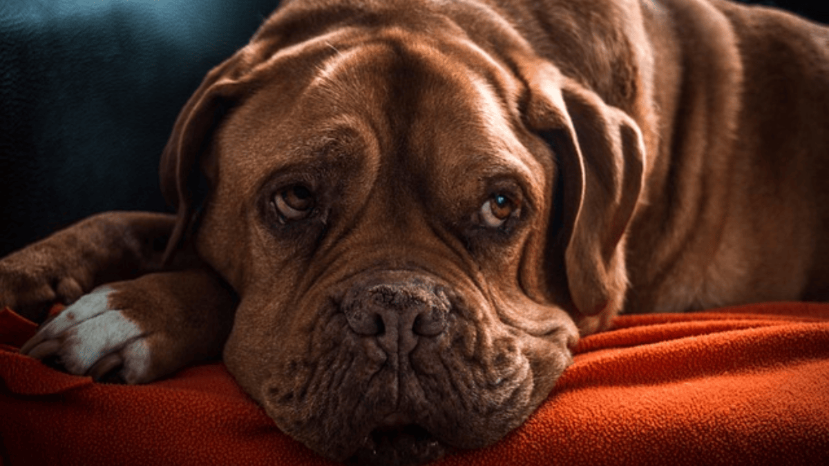 Your dog is nearing the end: Vets say these 10 loving acts matter most