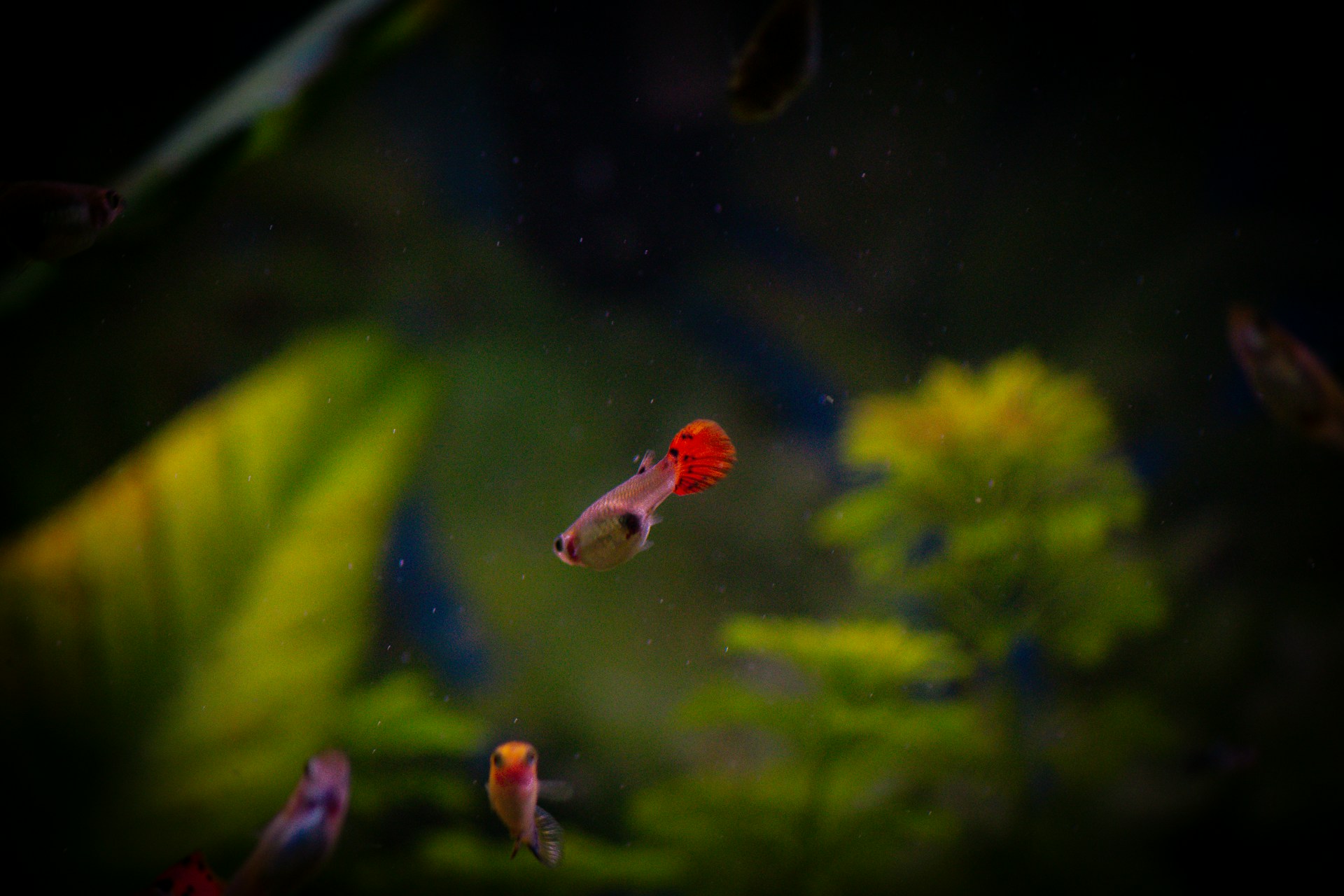 Guppy's: Vrouwtjes kiezen de minst aantrekkelijke mannetjes (en daar ...