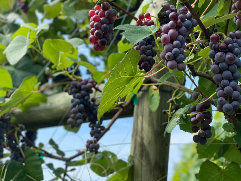 Tak zadbaj o winorośl w maju. Latem zbierzesz kiście pełne winogron