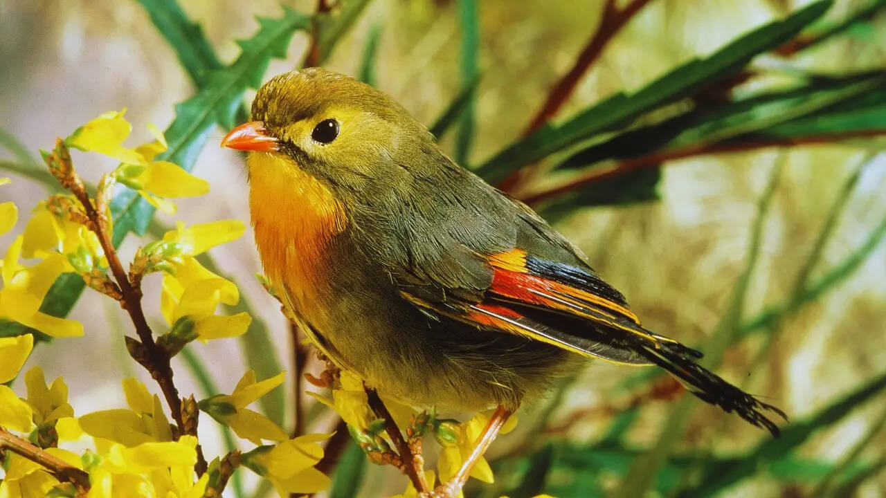 10 most brightly coloured birds to spot in Indian forests