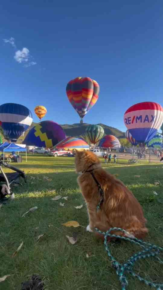 Why everyday adventures with my curious cat never get old