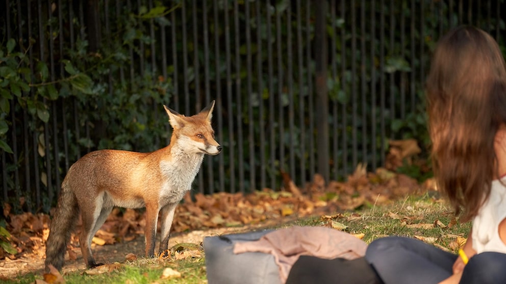 How to act when you encounter a fox