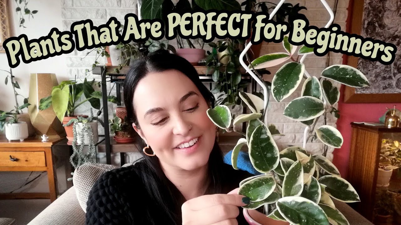Best beginner houseplants that are easy, beautiful, and budget-friendly