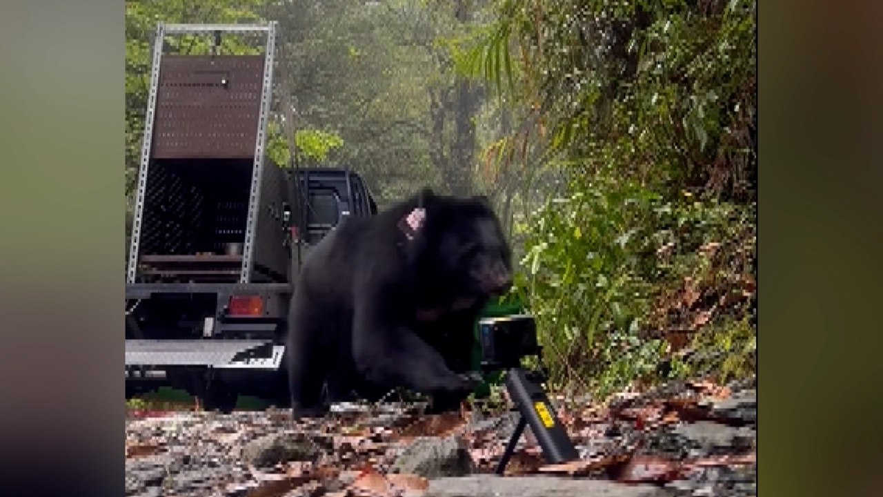 Rescued Formosan black bears released into wild