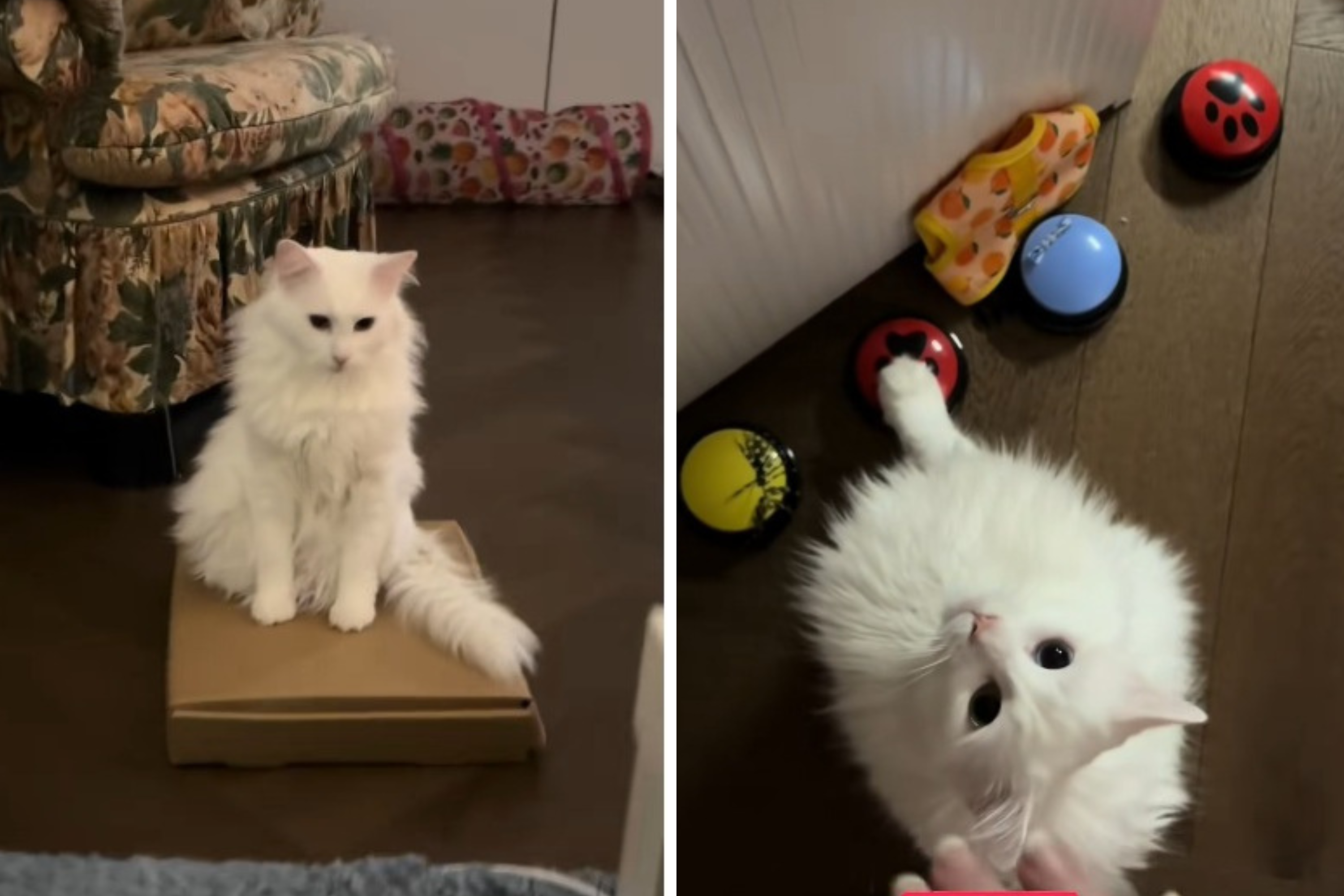 How deaf cat tells owner what he wants amazes internet