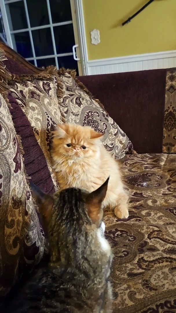 Persian cat playfully paws at another cat