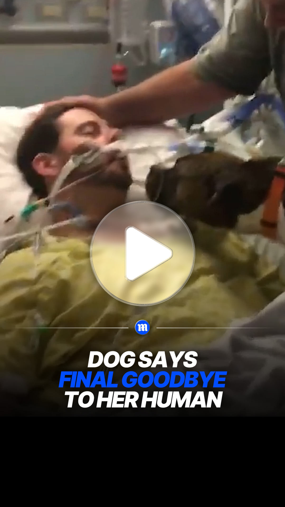 Dog shares final moments with dying owner