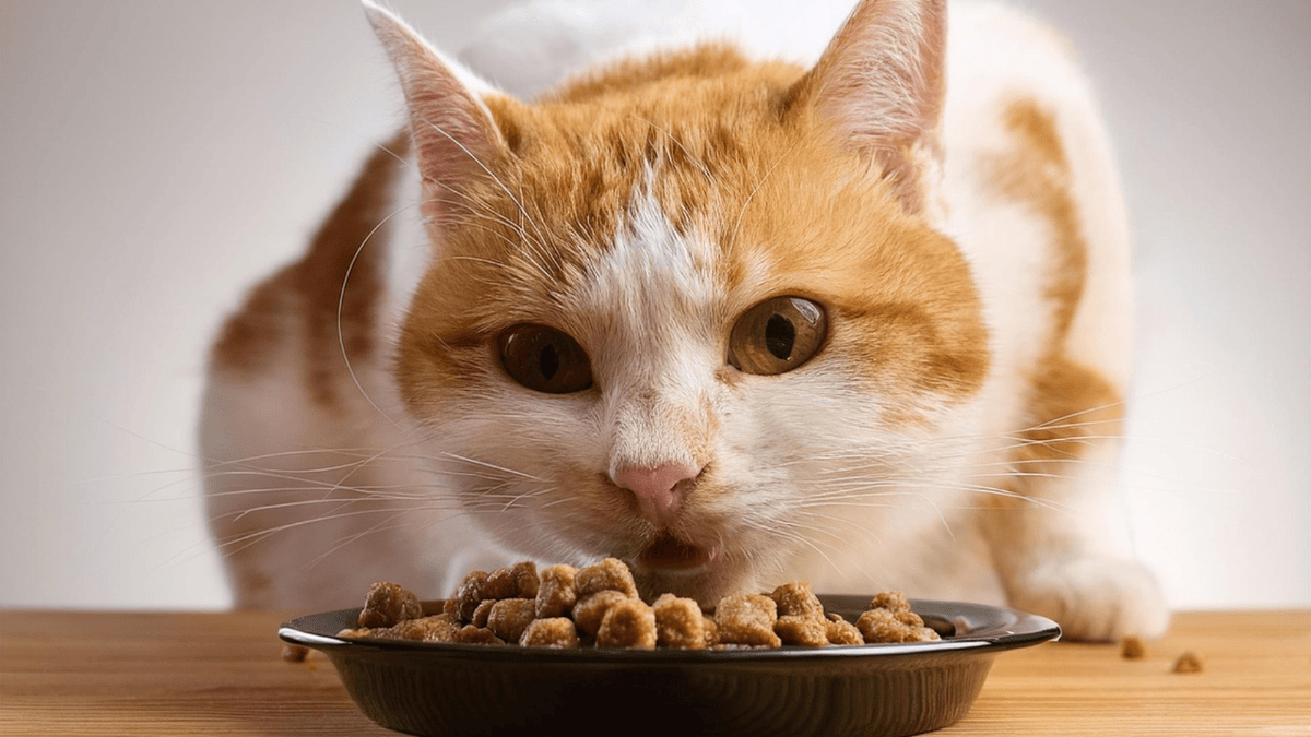 Vets reveal: 10 'normal' habits that are secretly hurting your cat