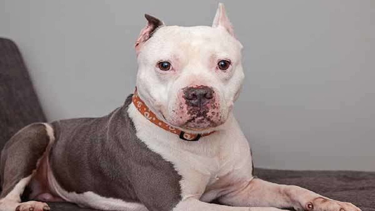 Woman’s dog went missing, but she spotted him on TV three years later