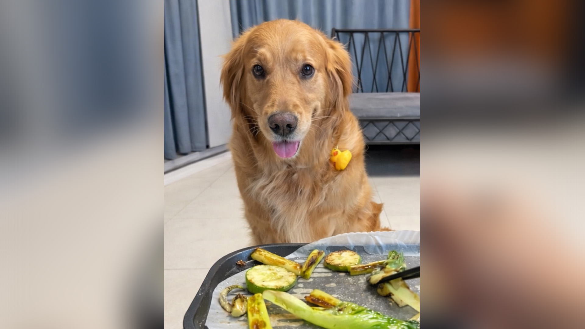 Why this dog looks so focused on food