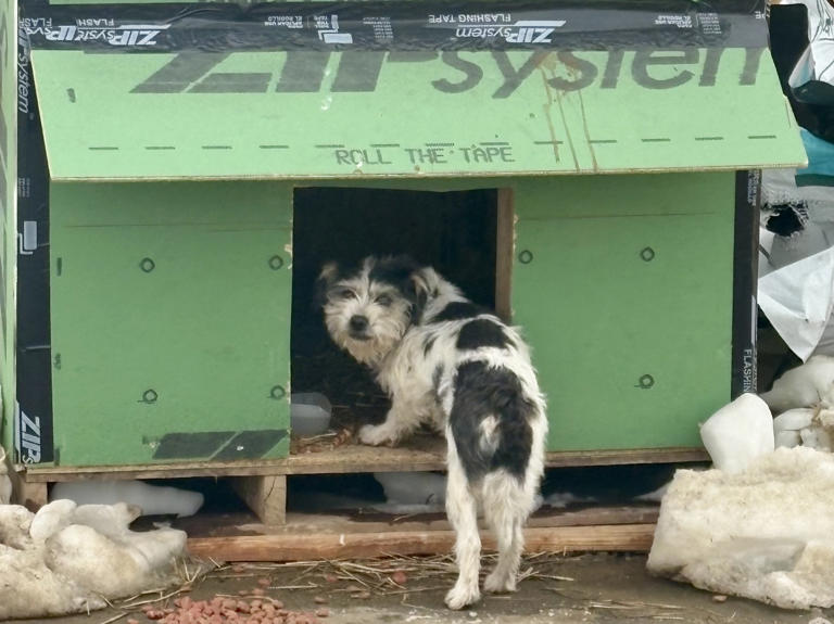 Dog roaming highway is rescued after construction crew feeds her and ...