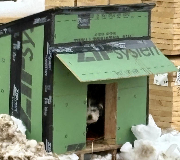 Dog roaming highway is rescued after construction crew feeds her and ...