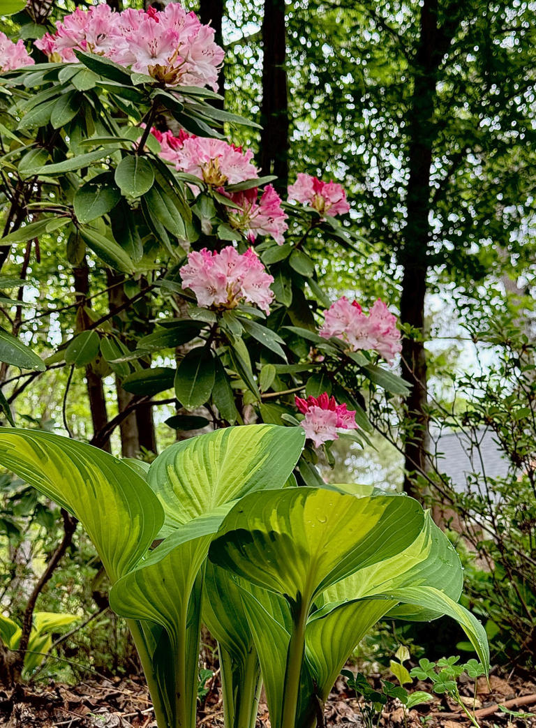 On gardening: Dandy Man Color Wheel is a garden dream come true