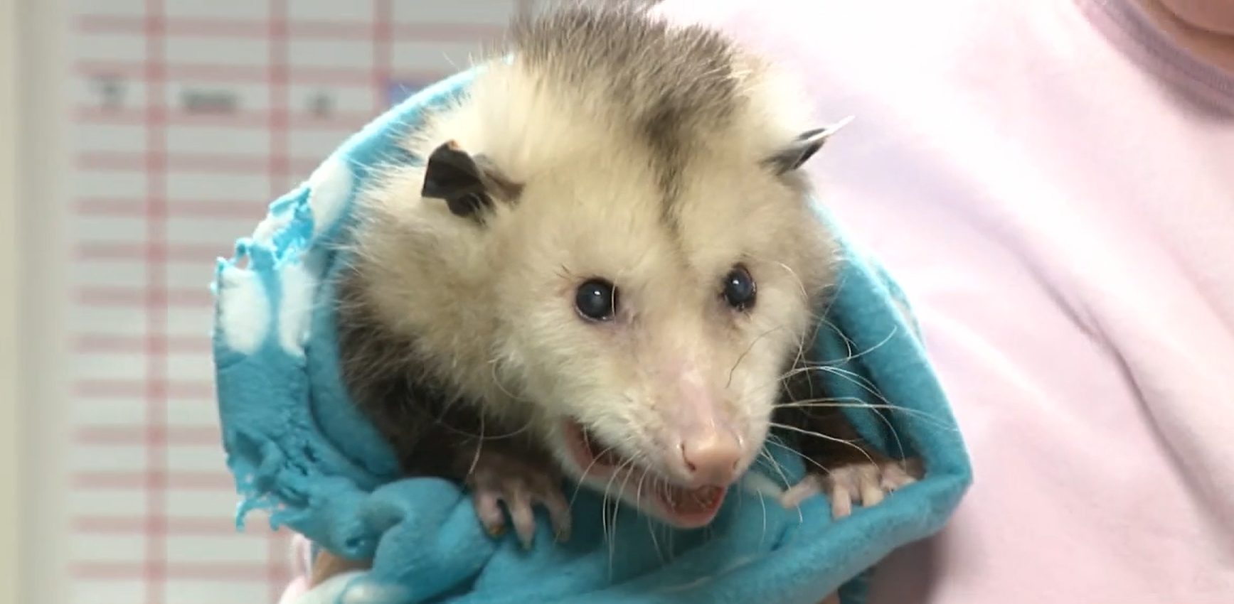 From street rescues to second chances: Inside peak season for rodent ...