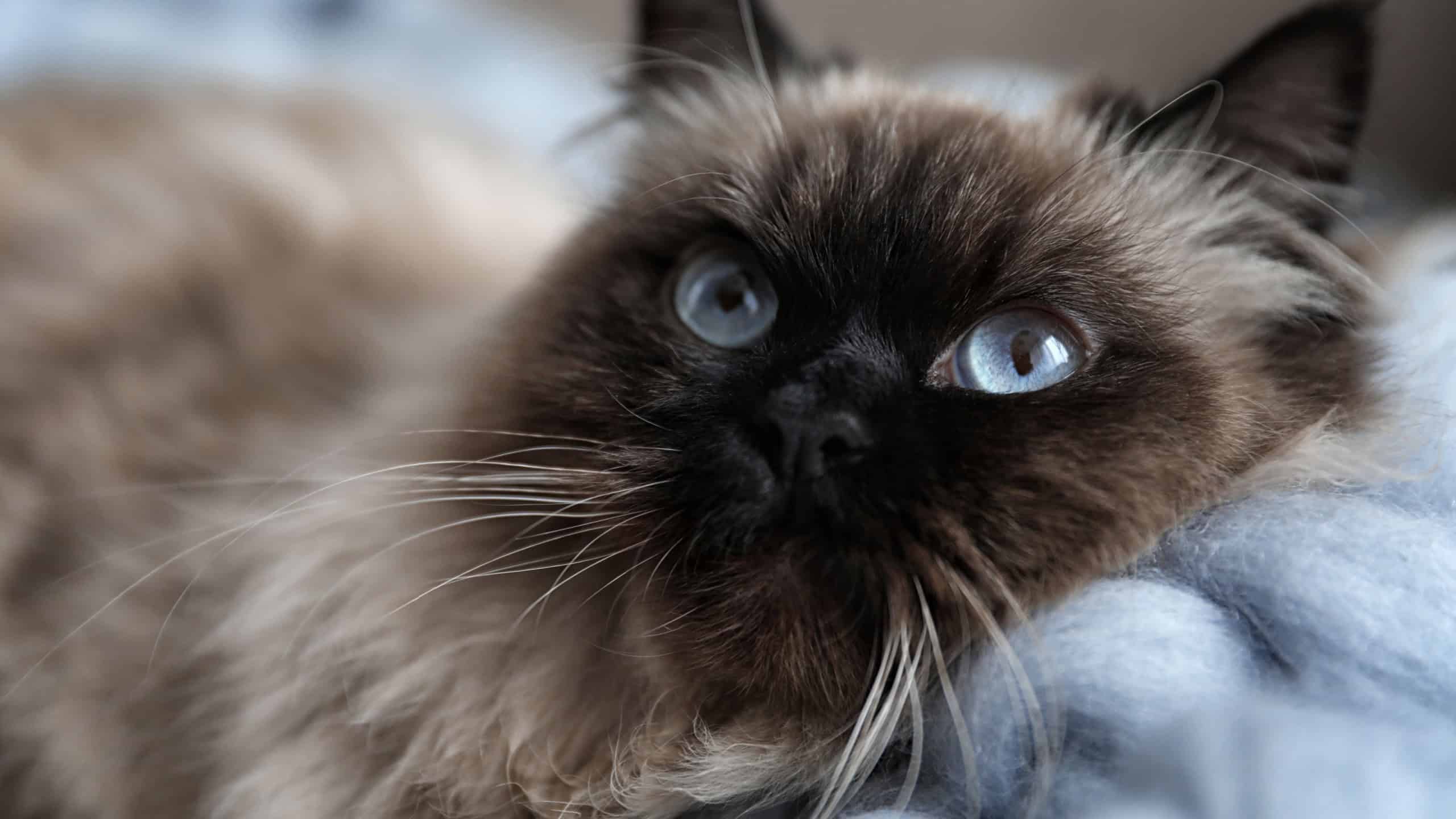 15 longest living cat breeds, according to an expert