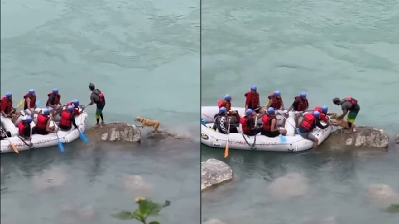 Rishikesh rafters save dog from surging Ganga, viral video melts hearts ...